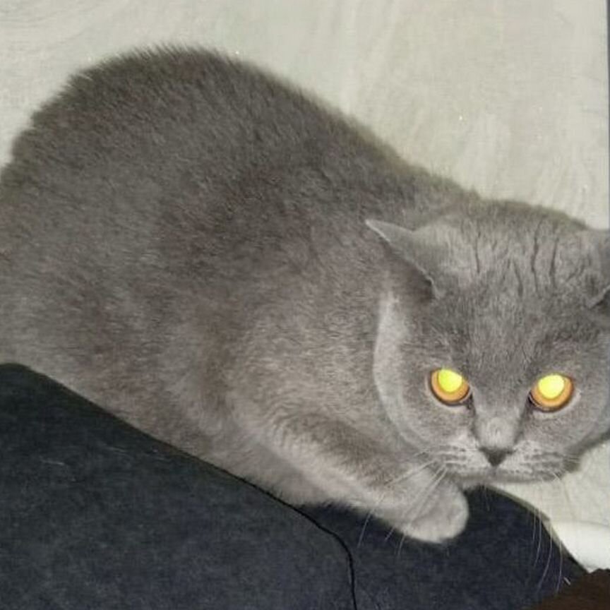 Британская