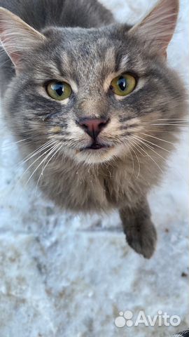 Кошка