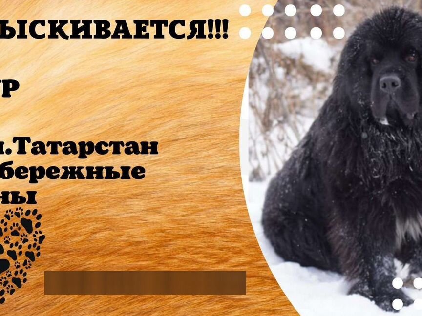 Собака ньюфаундленд