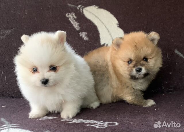 Рыжий мальчик и светлая девочка шпицы