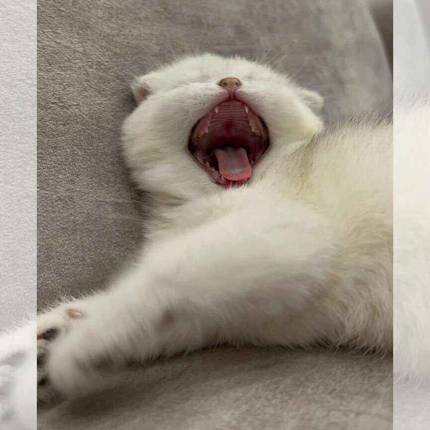 Шотландский вислоухий короткошёрстный котёнок