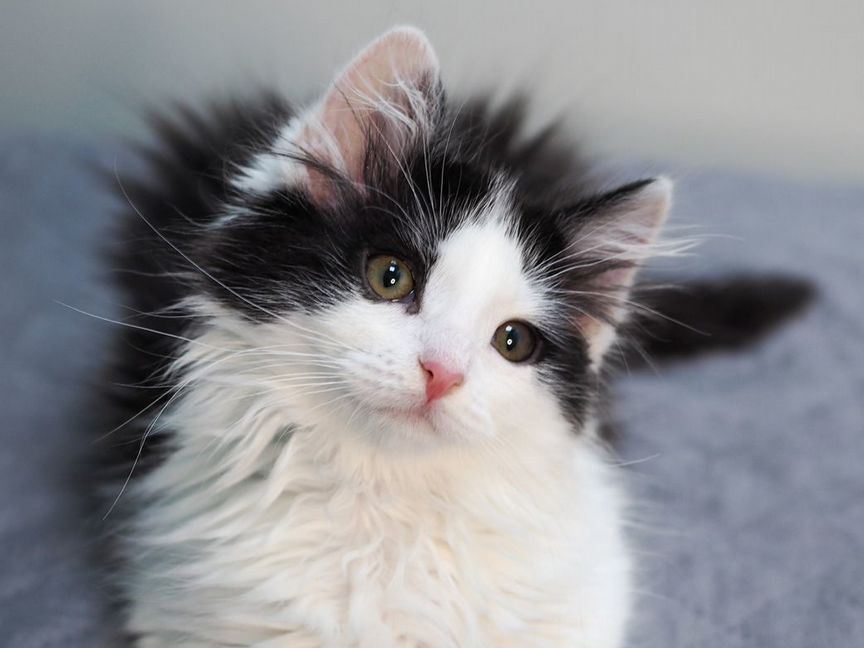 Котенок Китти в поисках дома