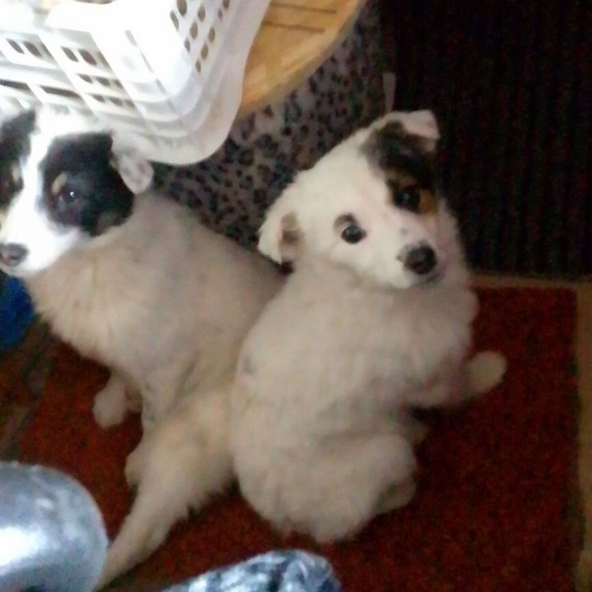 Отдам бесплатно животные