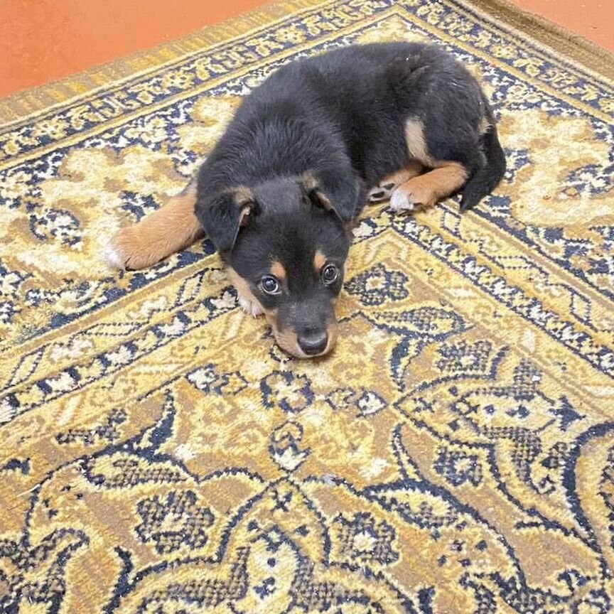 Собака в добрые руки