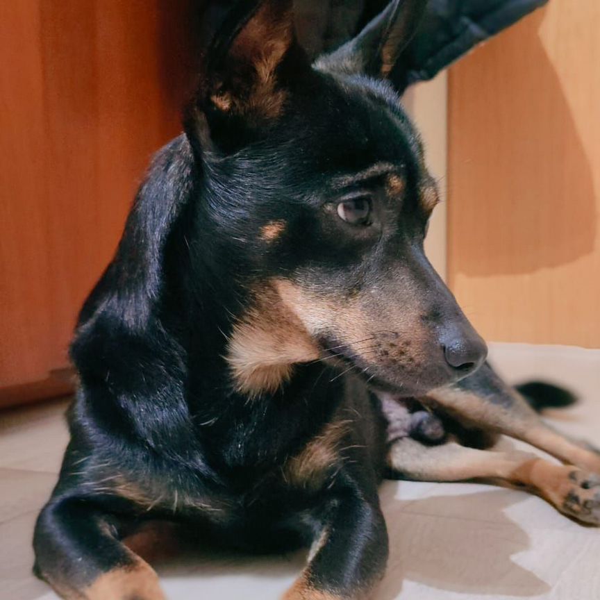 Взрослый пёс в добрые руки