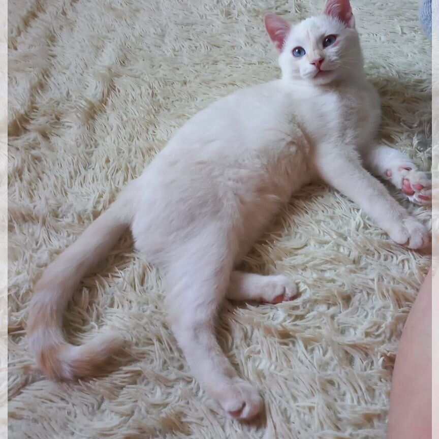 Котик в добрые руки. Турецкий ван