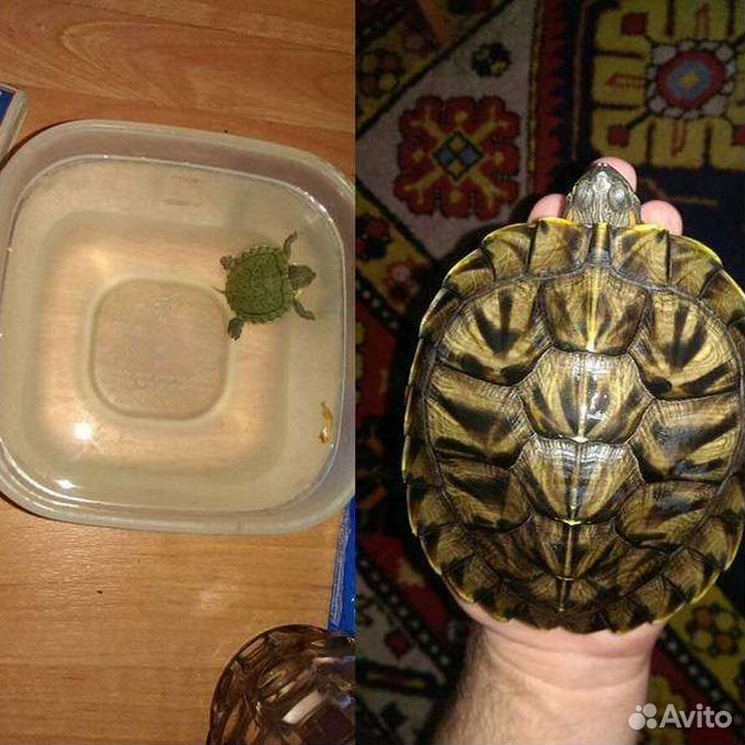 Черепахи красноухие 2 штуки