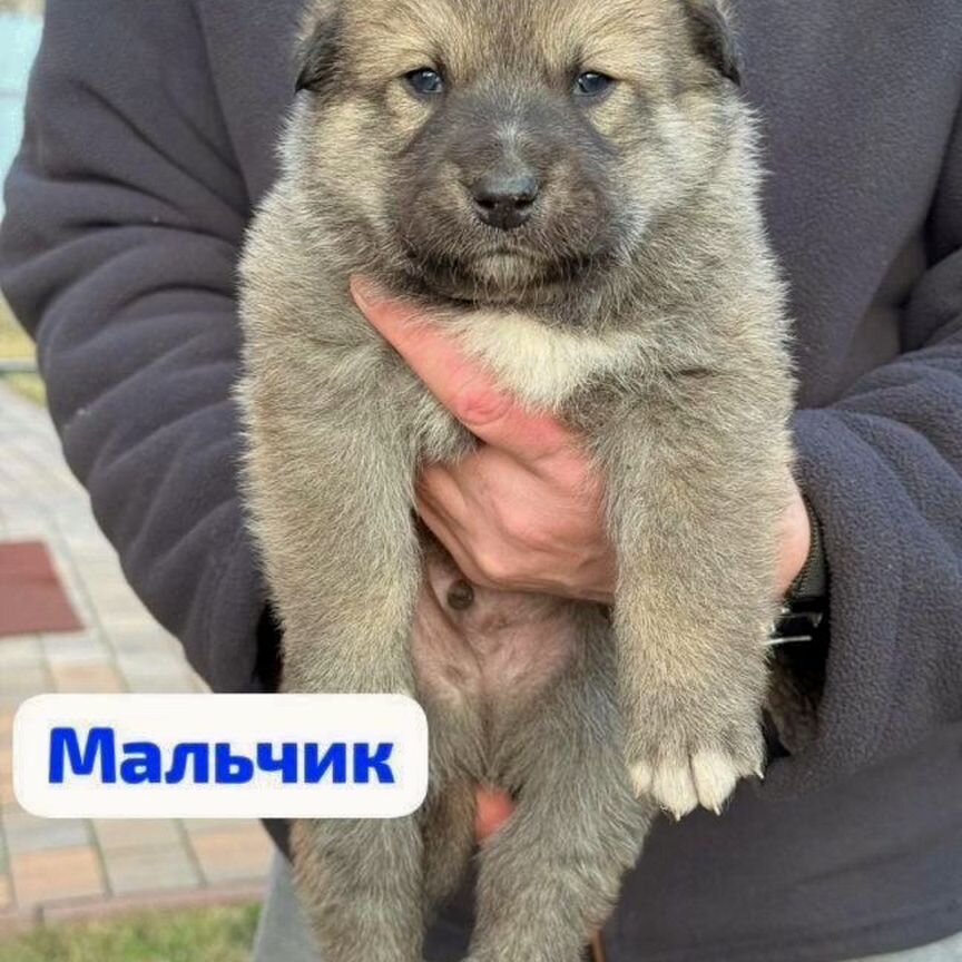 Щенки в добрые руки