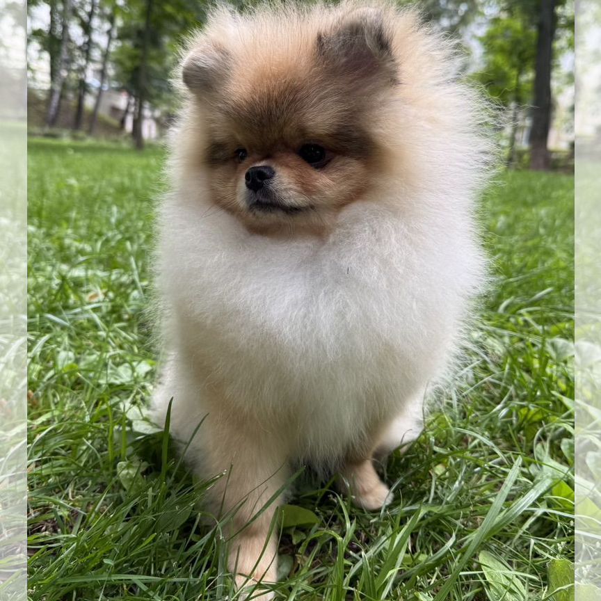 Померанский шпиц, щенок