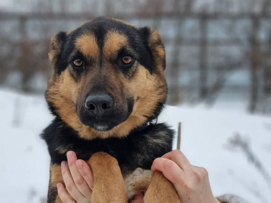 Корица, собака из приюта в добрые руки