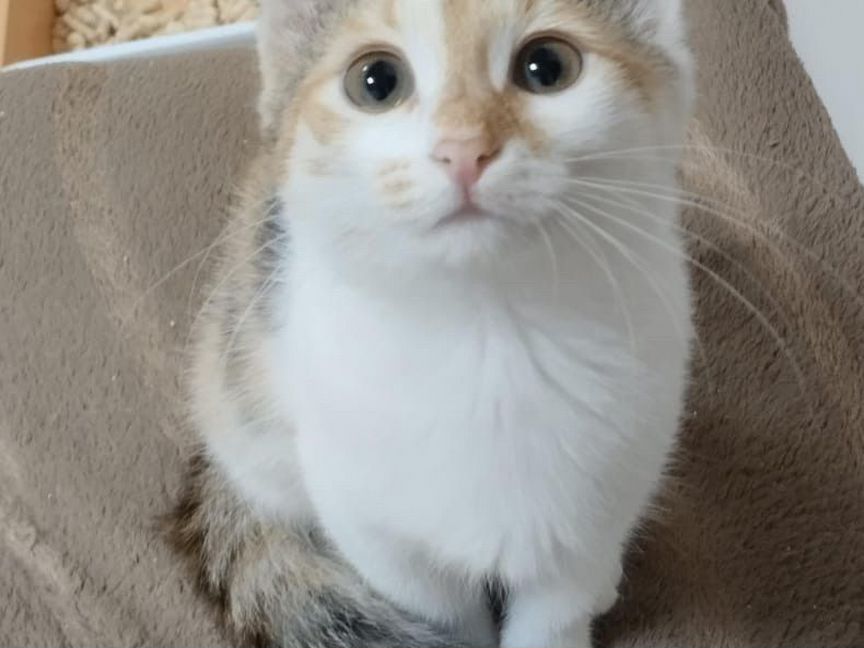 Котенок Тося в добрые руки