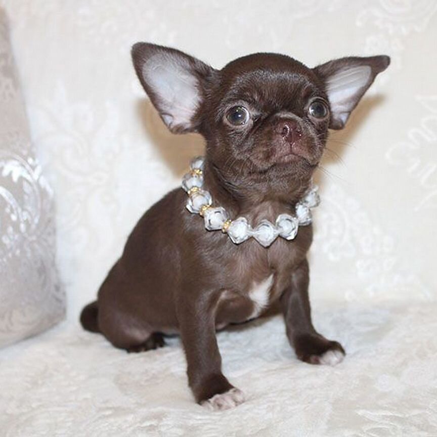 Малышка в шоколаде