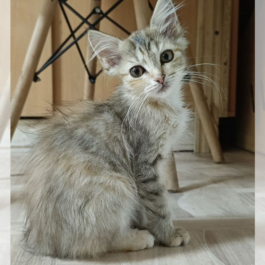 Котёнок в добрые руки