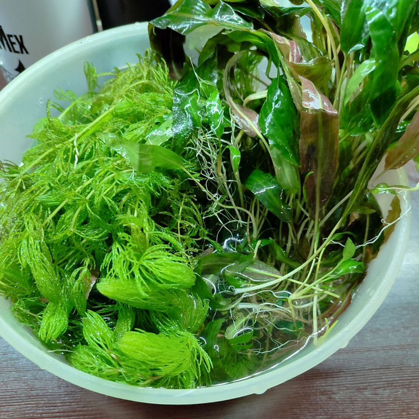 Аквариумные растения