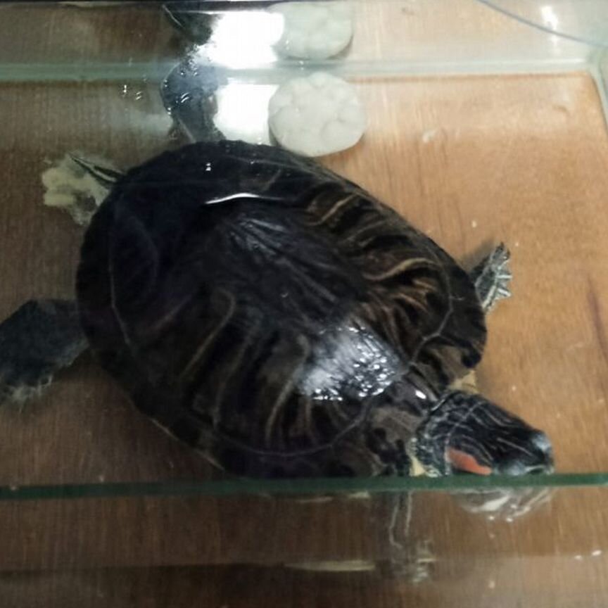 Красноухая черепаха