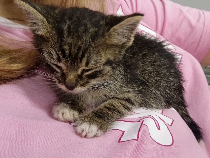 Котёночек
