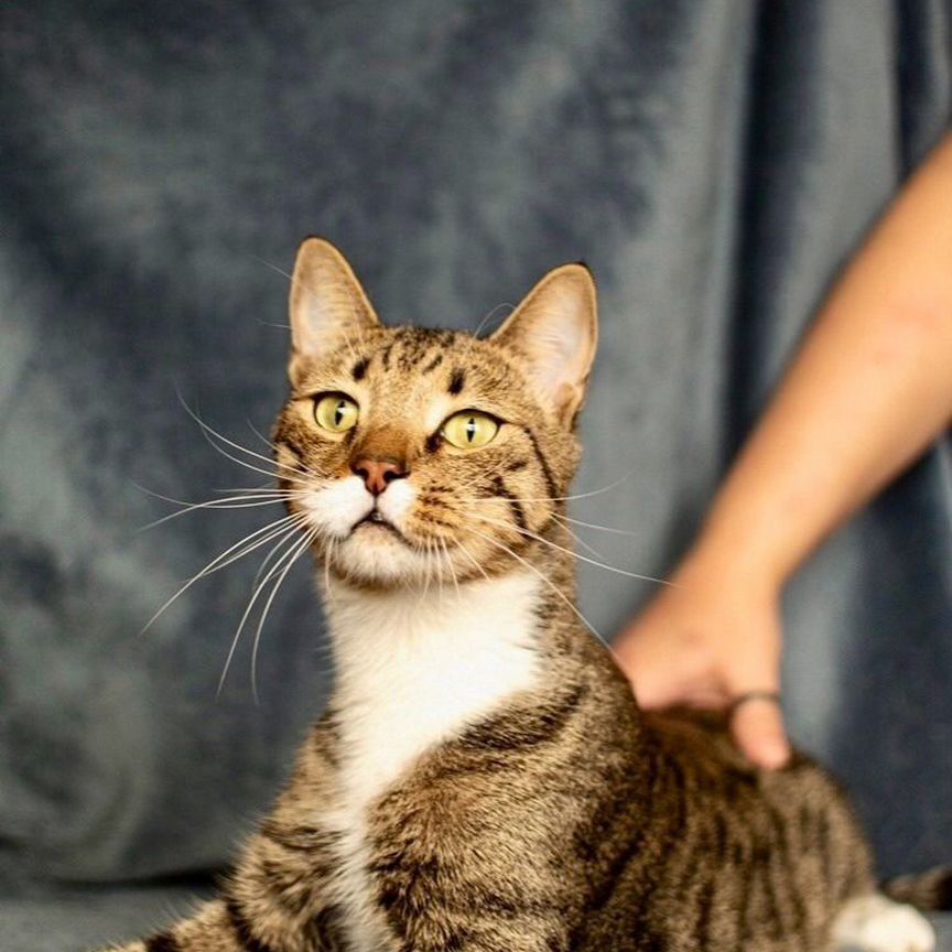 Шикарный яркий котик Тигра
