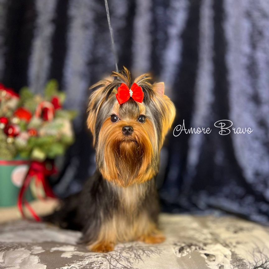 Йоркширский терьер, щенок