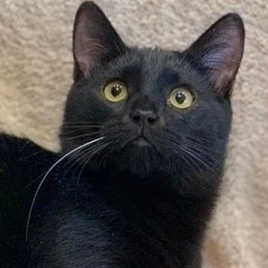 Котик Мишаня ищет семью., 9 месяцев