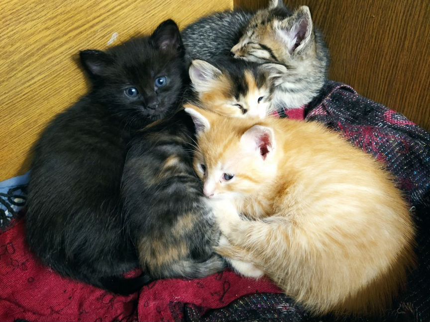 Котята в добрые руки