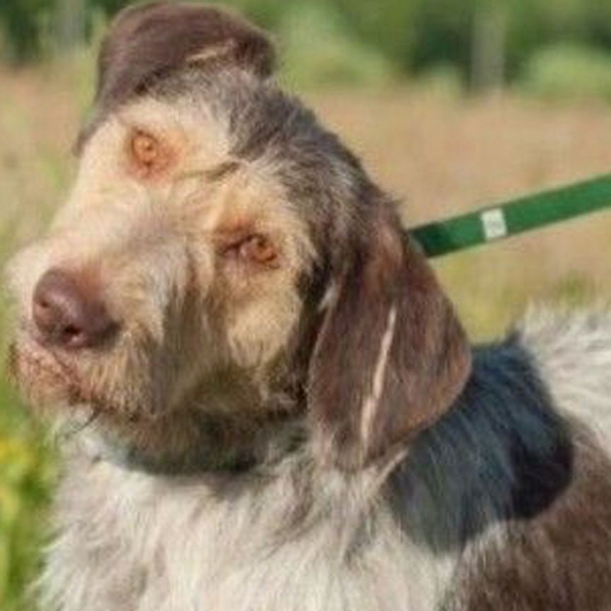 Метис драта Брайон ждёт вас в приюте