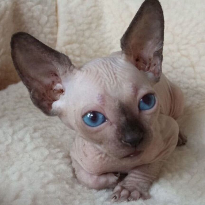 Канадский сфинкс котёнок