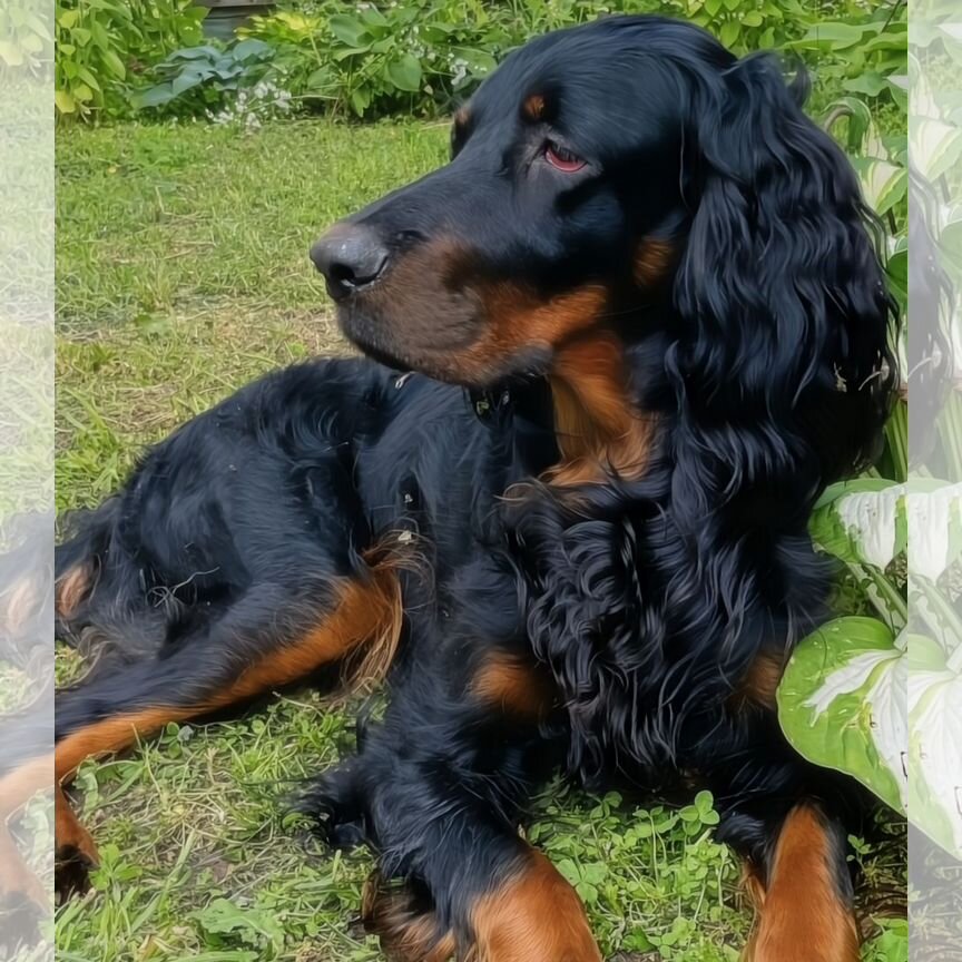 Шотландский сеттер гордон