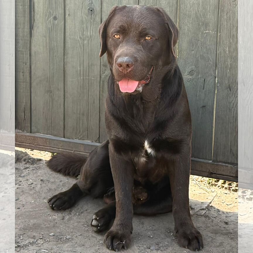 Лабрадор-ретривер, взрослый пёс