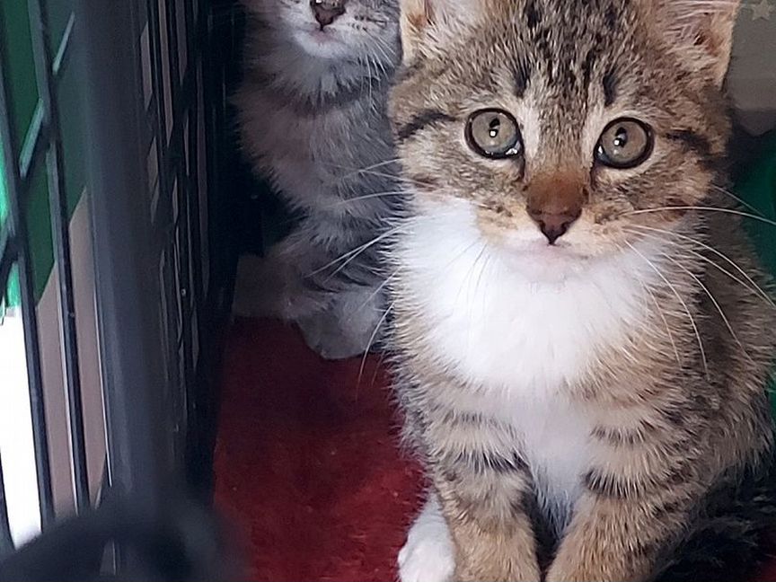 Ах, котенок, как ребенок