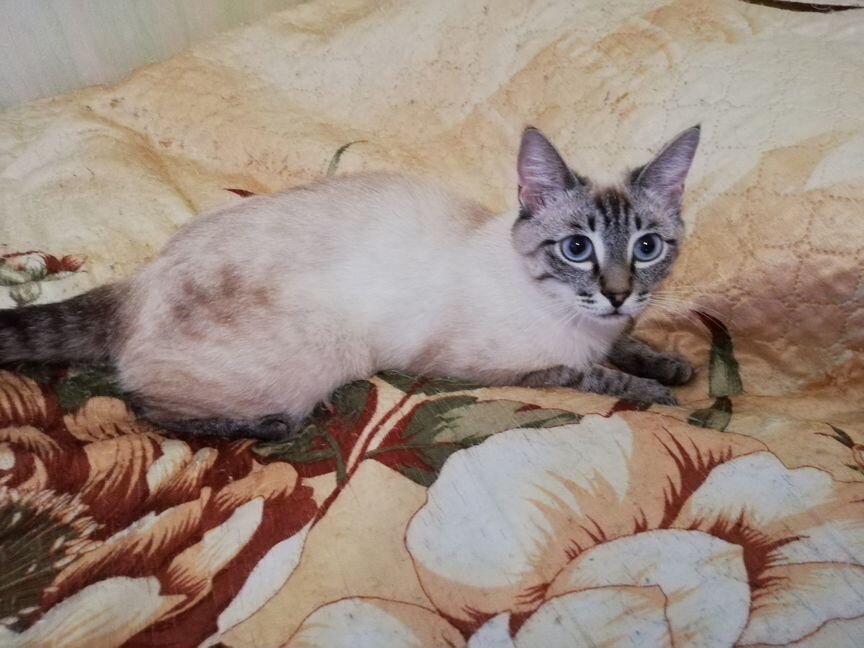 Котик