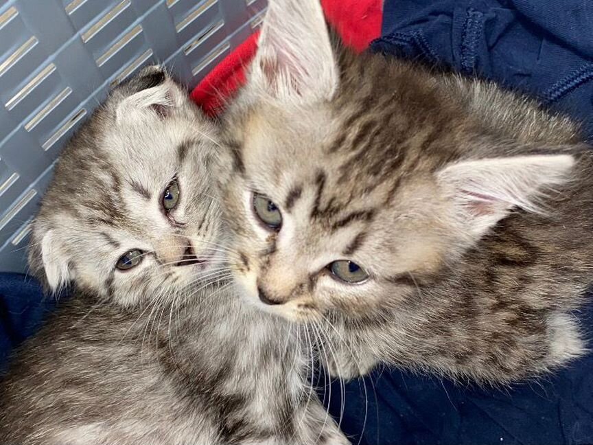 Шотландские прямоухие котята