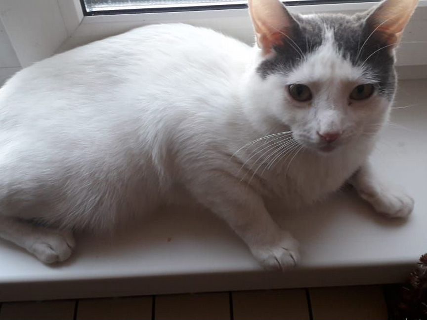 Котик без задней Лапы