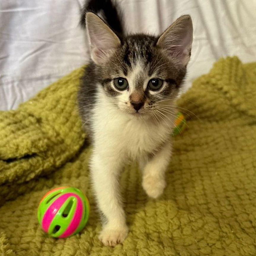 Котенок Мальчик бесплатно