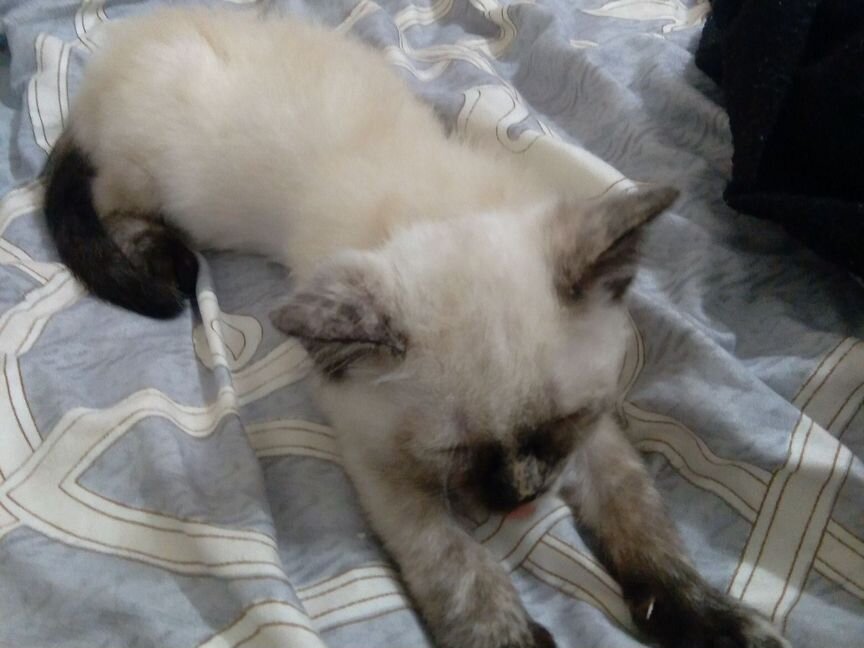 Котёнок сиамка