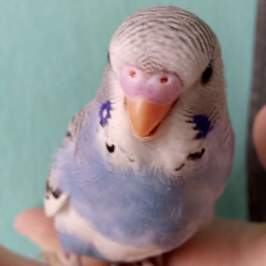 Птенцы волнистого попугая