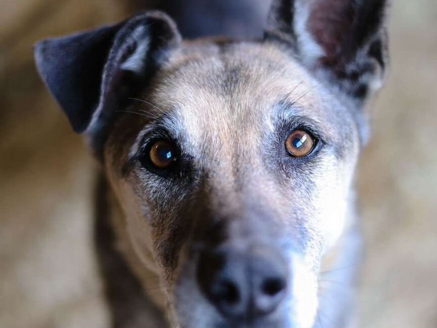 Собака не знает любви