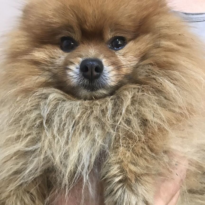 Найден шпиц