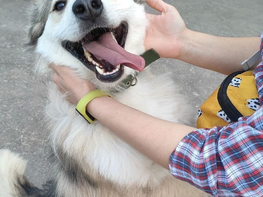 Собака Джокер в поиске дома