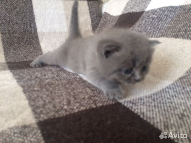 Британские вислоухие котята
