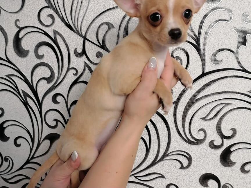 Чихуахуа мини