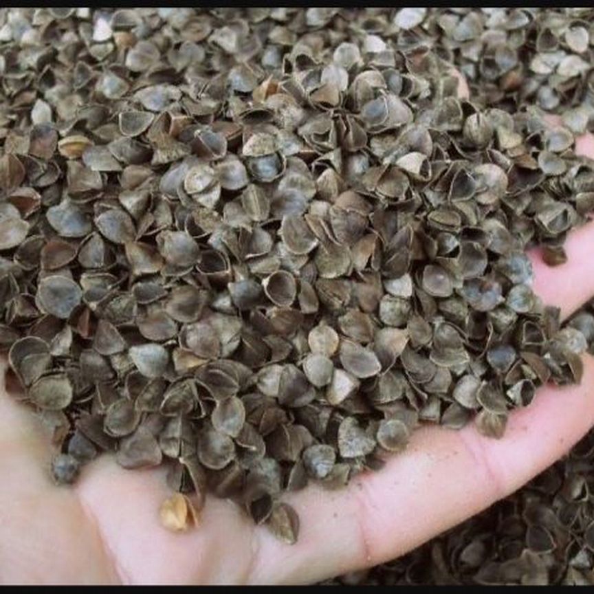 Шелуха от гречки