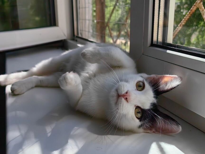 Котенок в дар