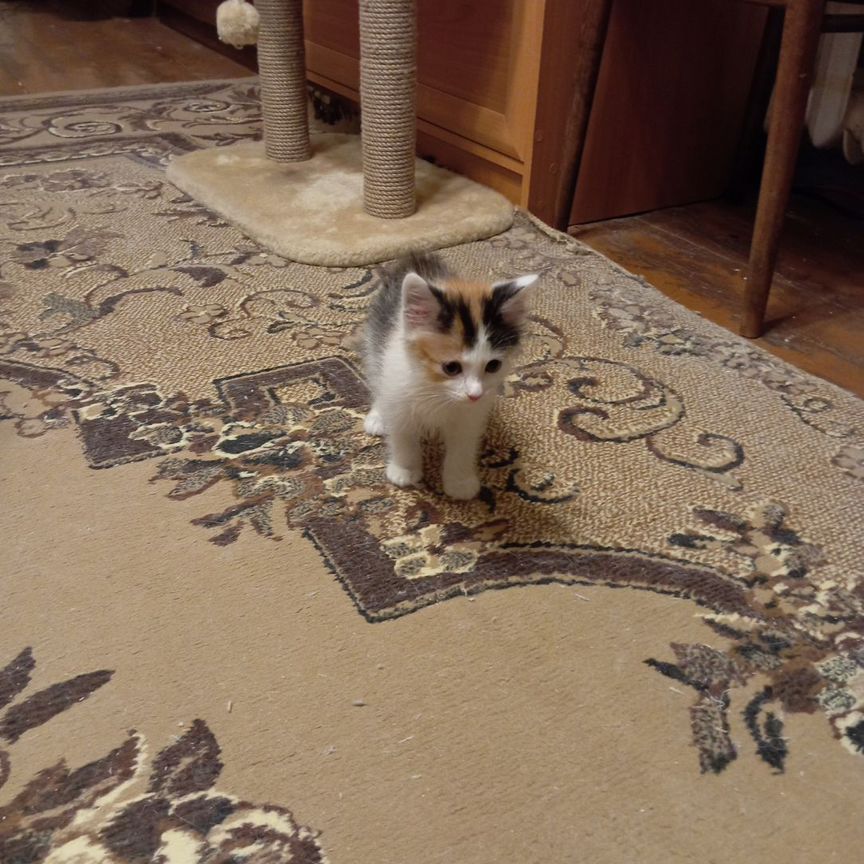 Котенок-девочка в добрые руки