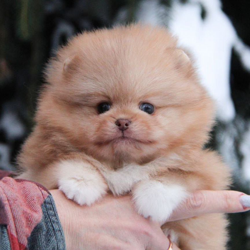 Померанский шпиц красавчик