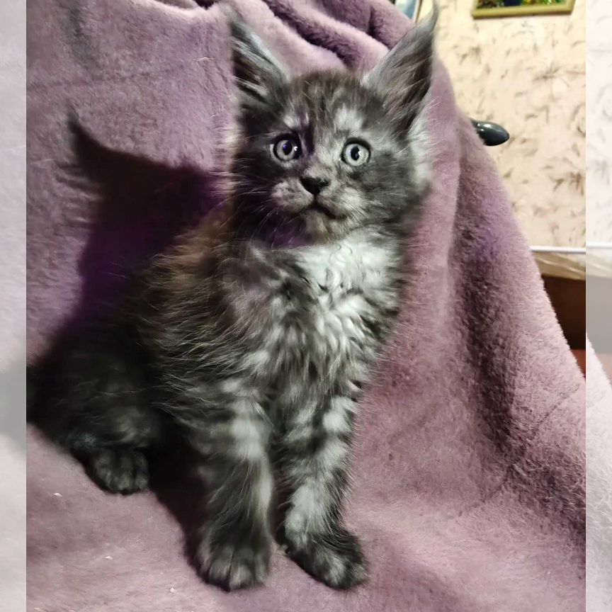 Мейн-кун котёнок