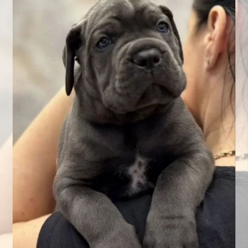 Кане-корсо, щенок