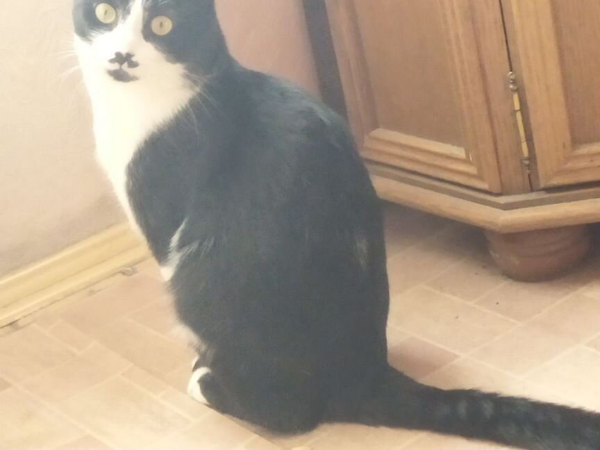 Кот в добрые руки. 1год 5месяцев