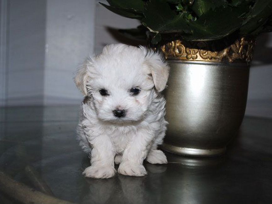 Мальтипу f1 мальчик супер мини