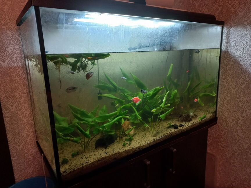Аквариум