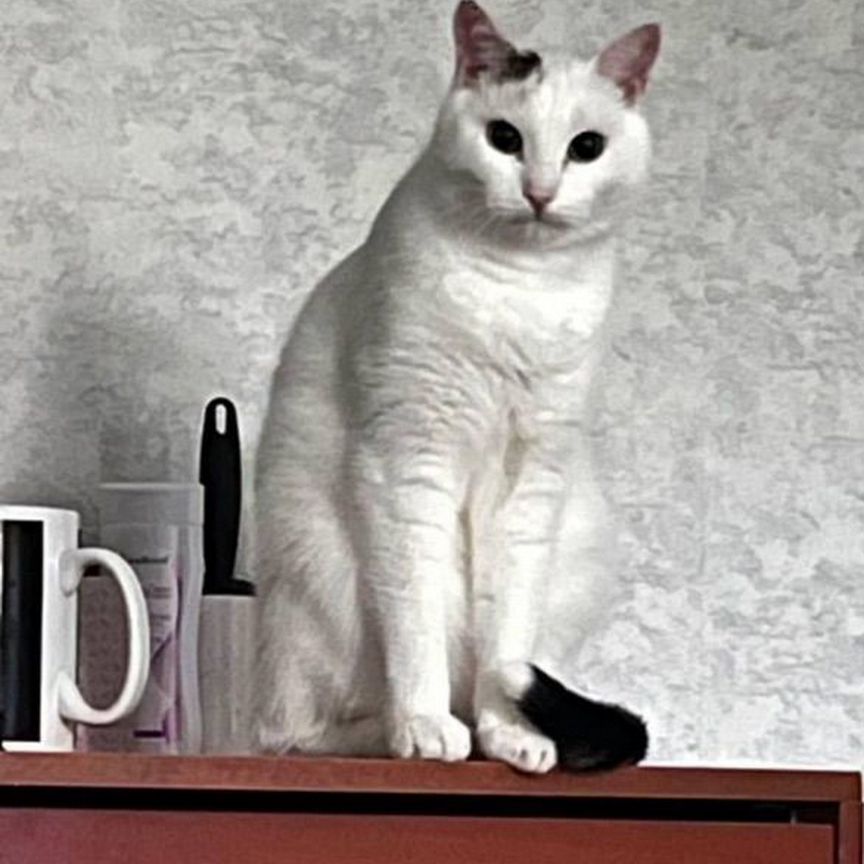 Отдам бесплатно в хорошие руки